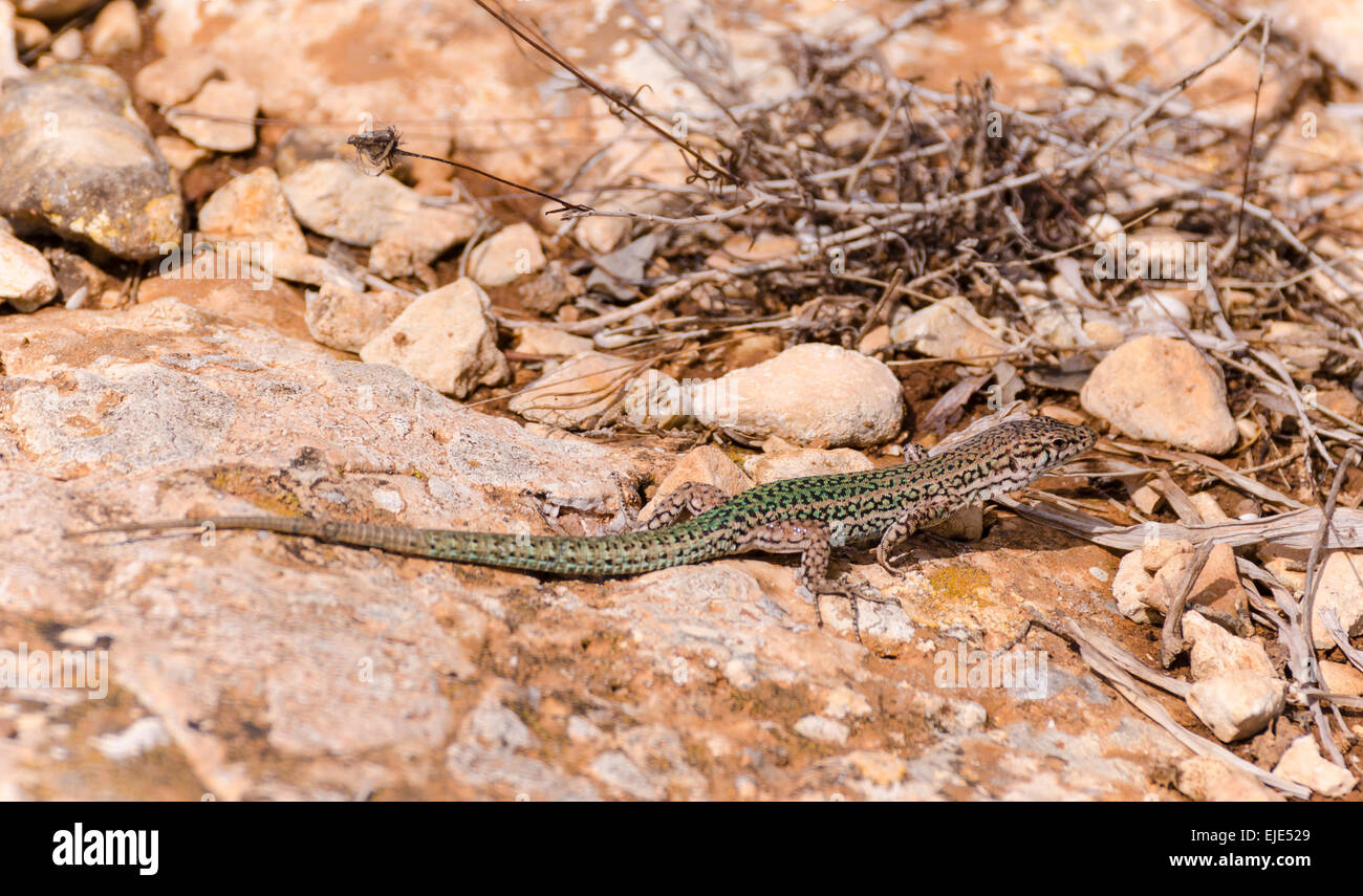Ibiza wall lizard podarcis pityusensis hi-res stock photography and ...