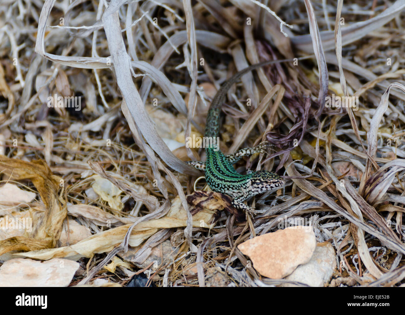 Ibiza wall lizard (Podarcis pityusensis), Formentera Balearic Islands ...