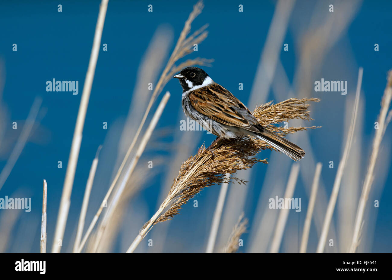 Male on reed hi-res stock photography and images - Alamy