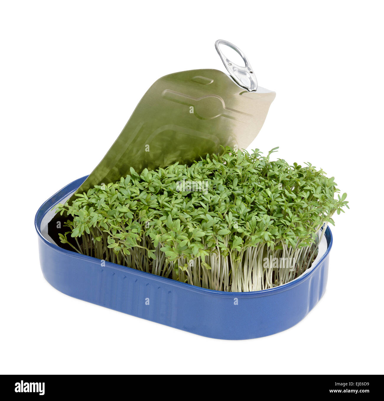 Fresh cress sprouts in food tin can conserve Stock Photo - Alamy