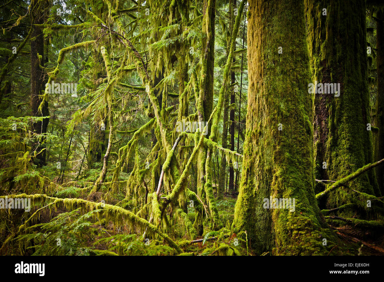 Lush moss covered forest Stock Photo - Alamy