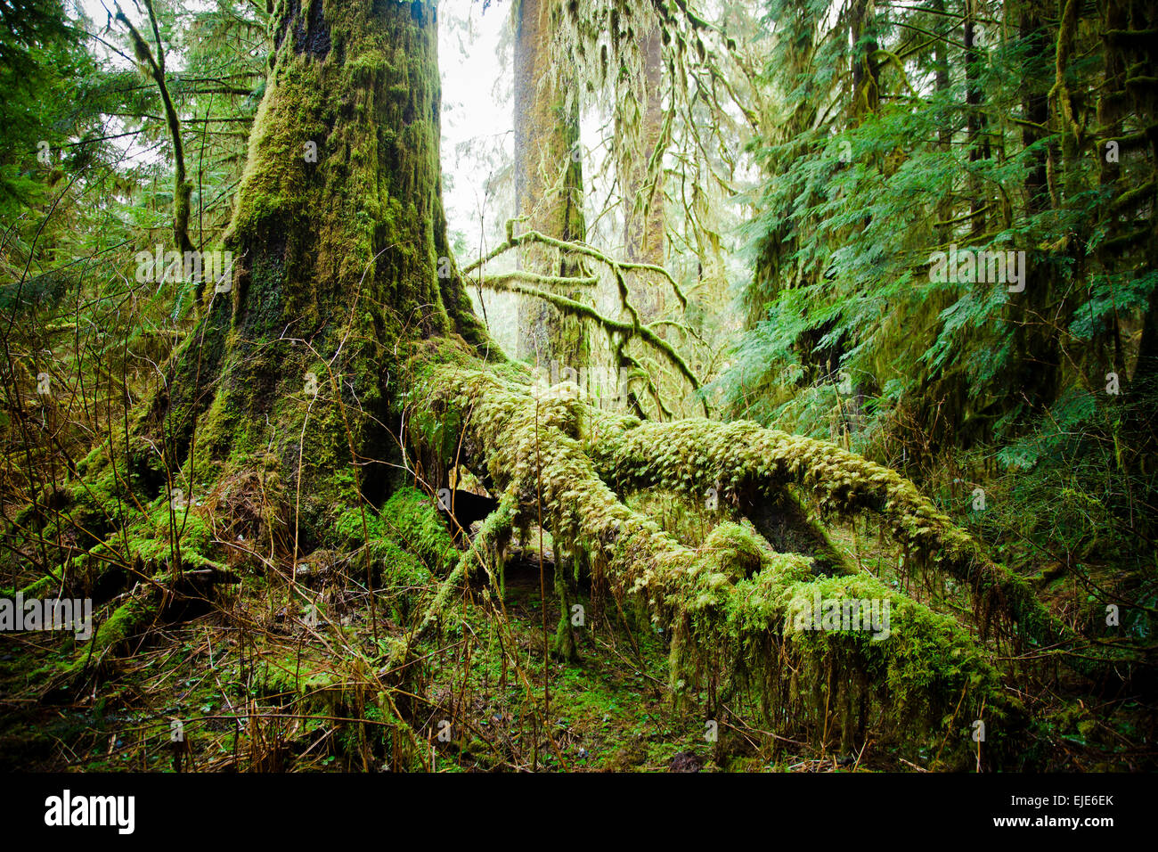 Temperate rainforest scene in vancouver hi-res stock photography and ...