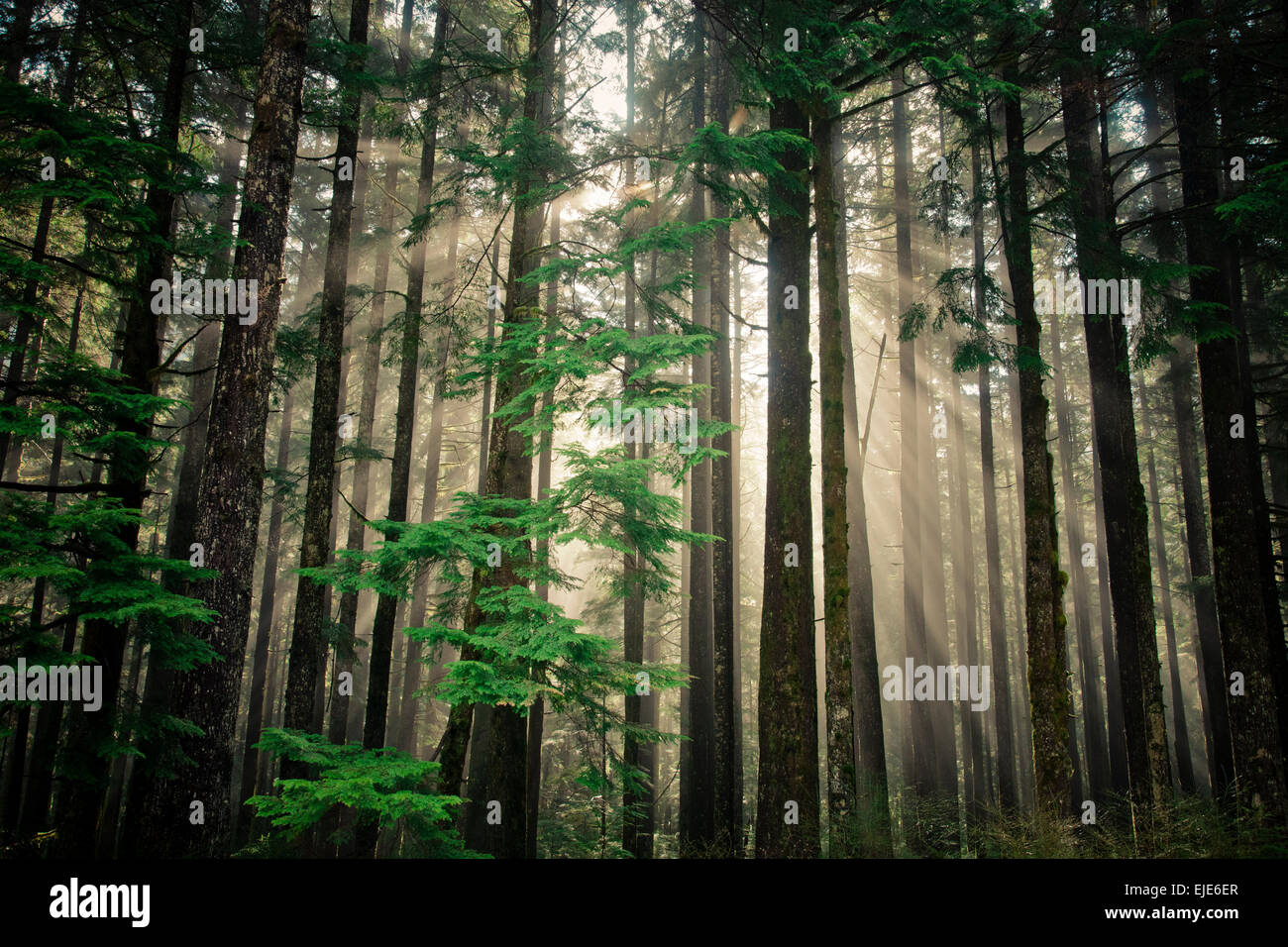 Morning sun rays shine through a lush forest Stock Photo - Alamy