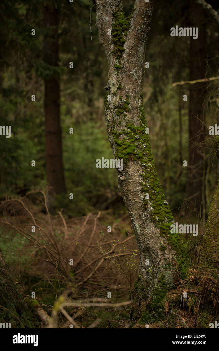 Moss overgrown tree hi-res stock photography and images - Alamy
