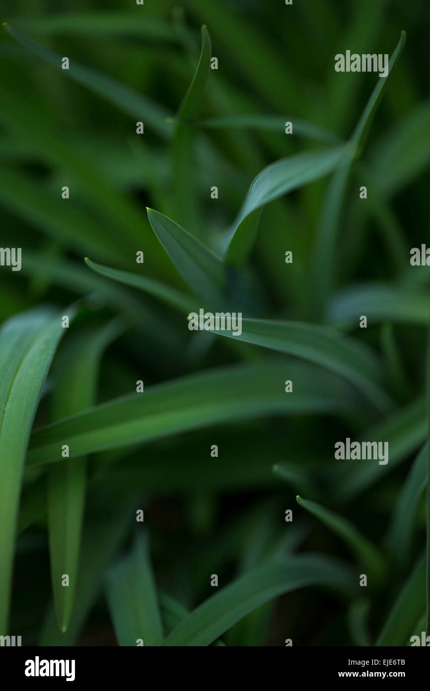 Blades of green grass. Rhoen Mountains, Germany Stock Photo - Alamy