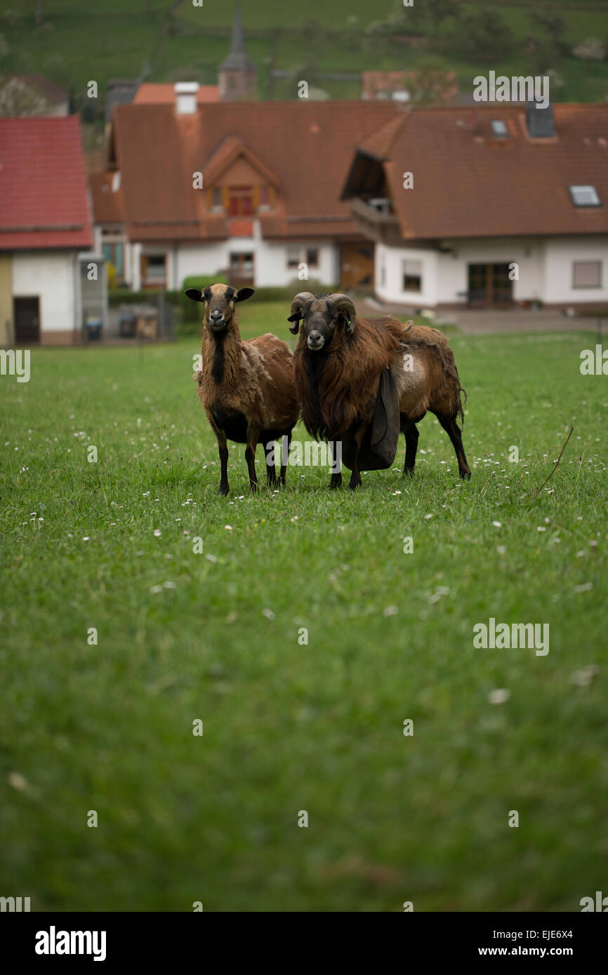 Two brown goats on a meadow in front of houses. Rhoen Mountains ...