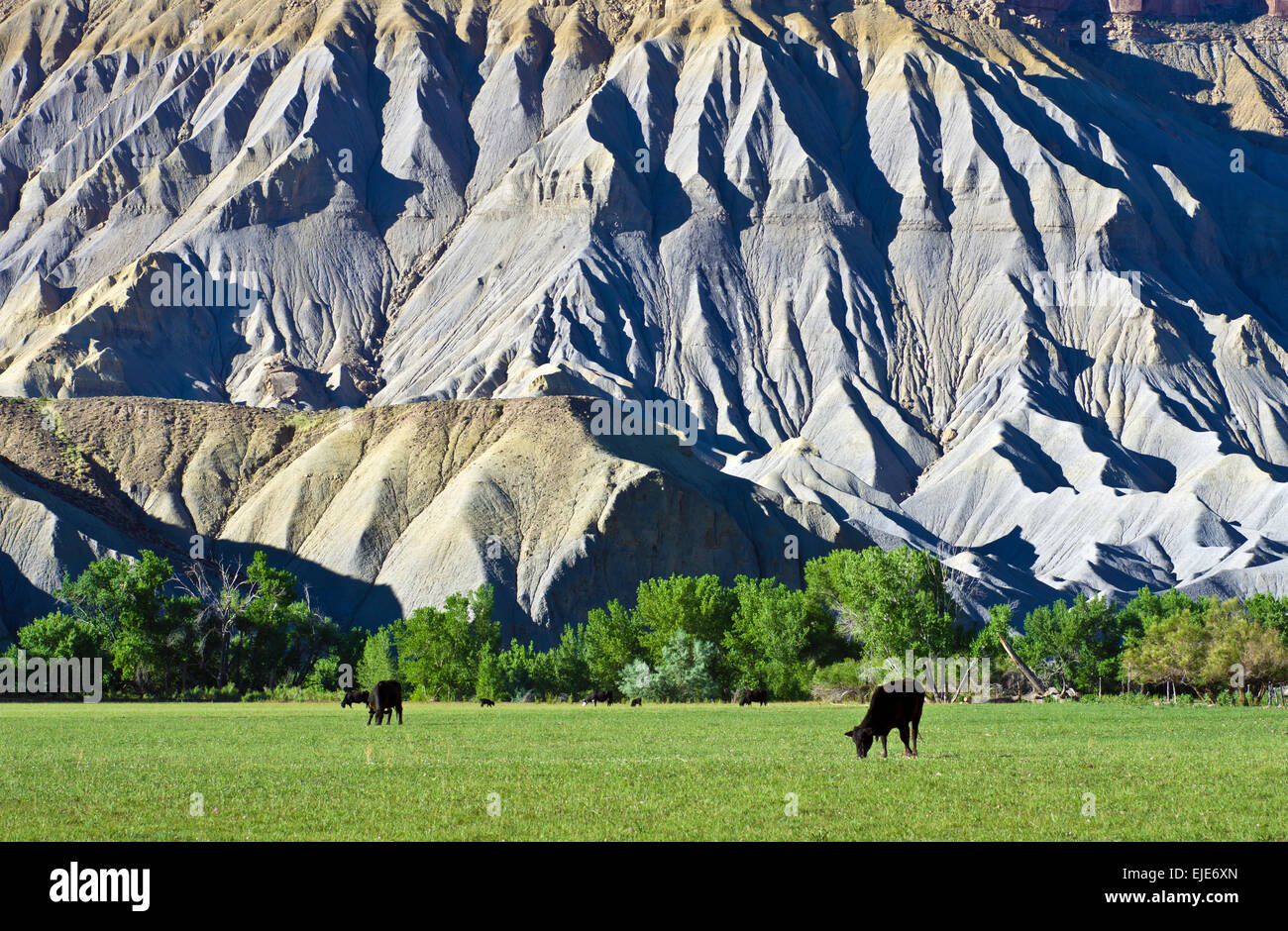 Cows in a field in front of a butte in Utah. This is an image showing ...