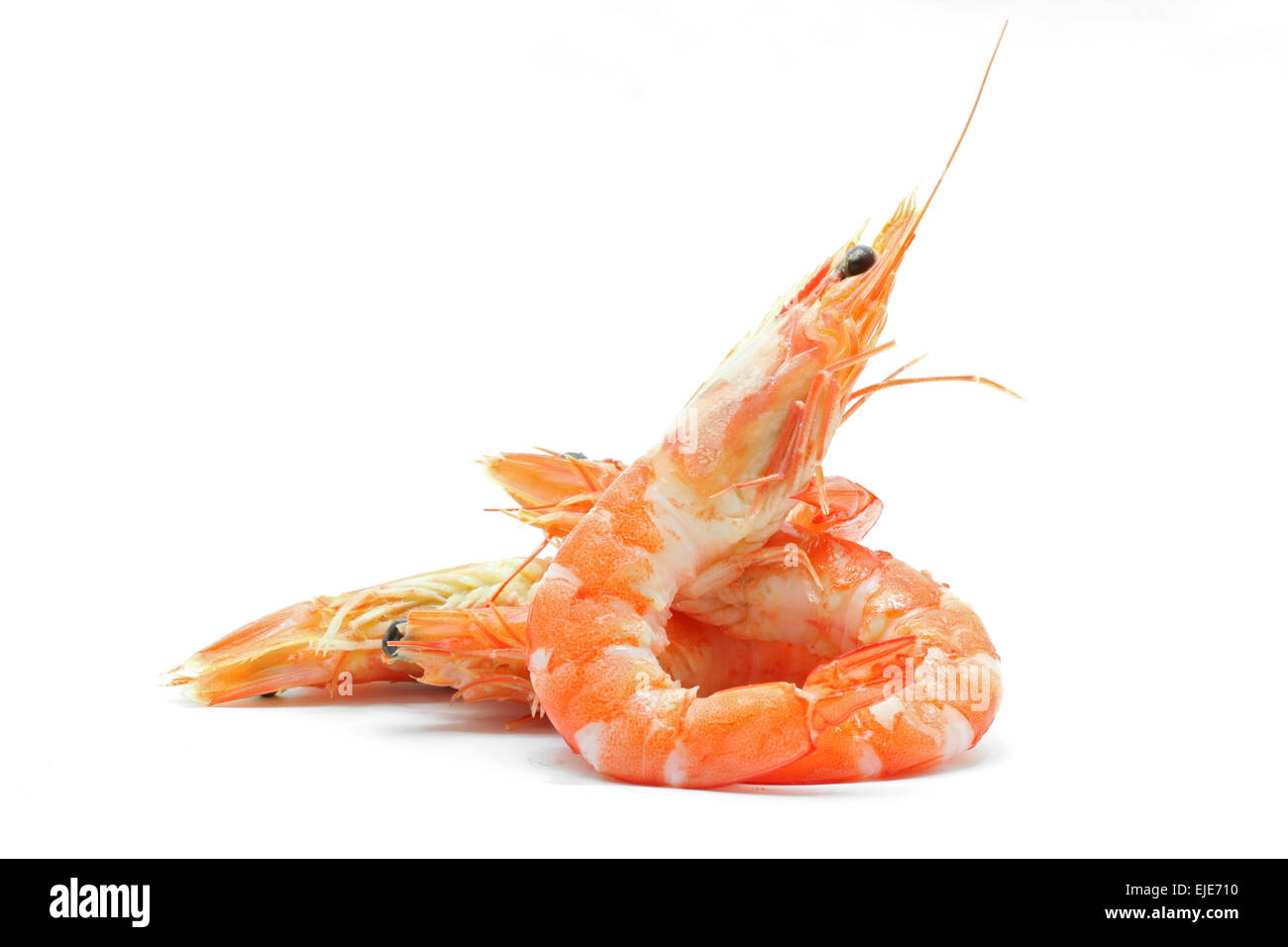 shrimp on white background Stock Photo - Alamy