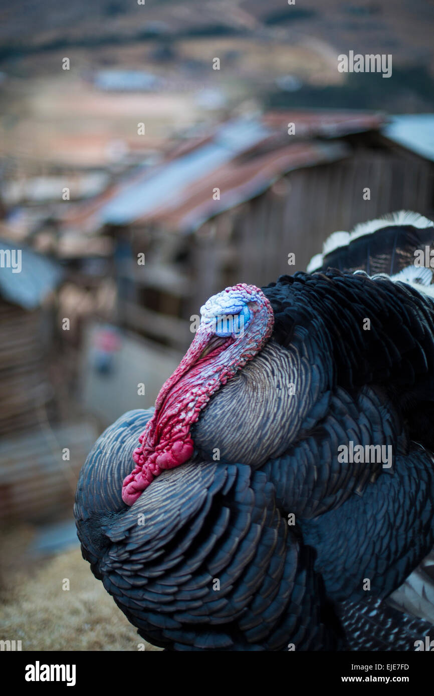 A colorful turkey stands before its home Stock Photo - Alamy