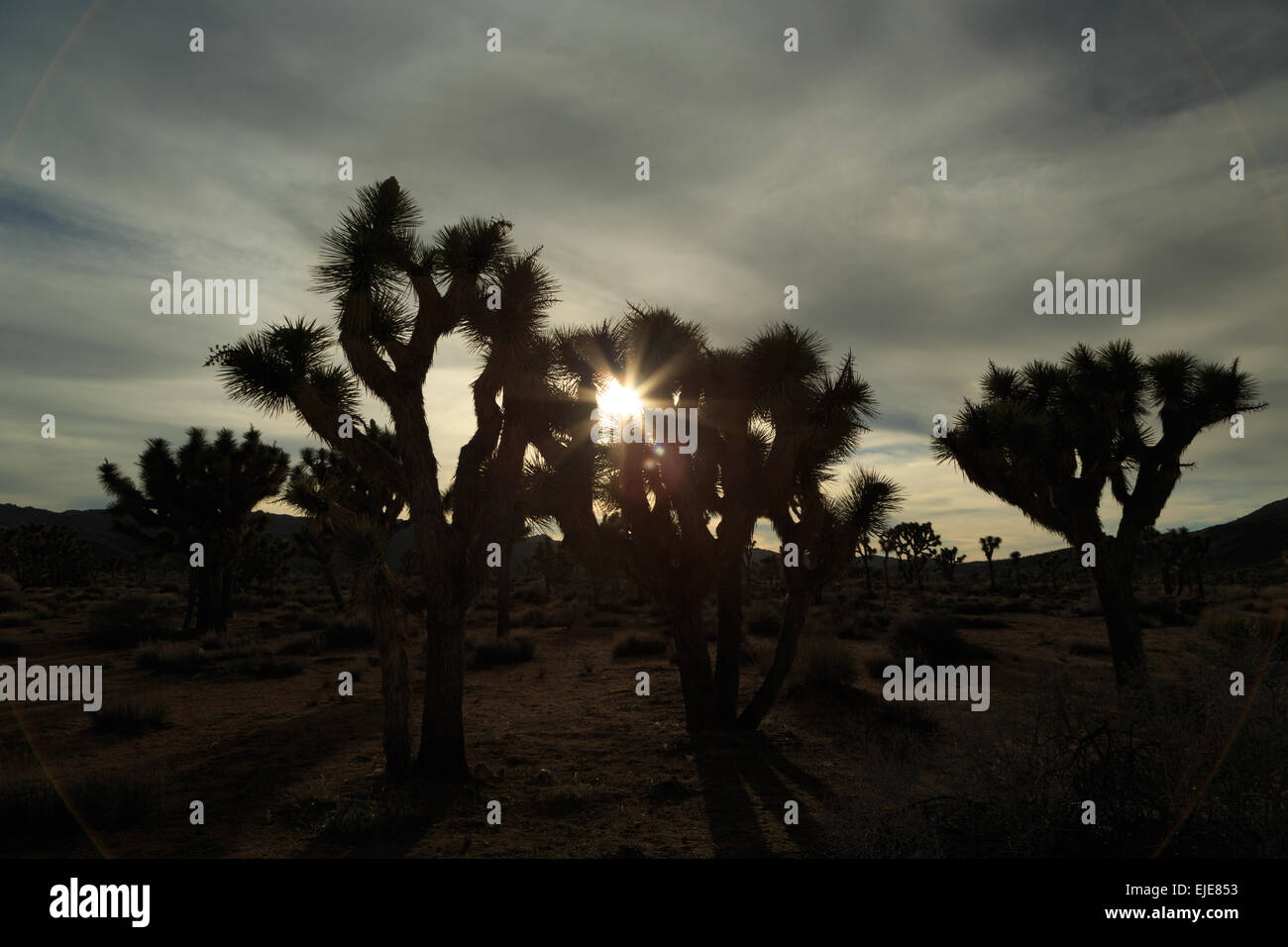Silhouette of joshua tree hi-res stock photography and images - Alamy
