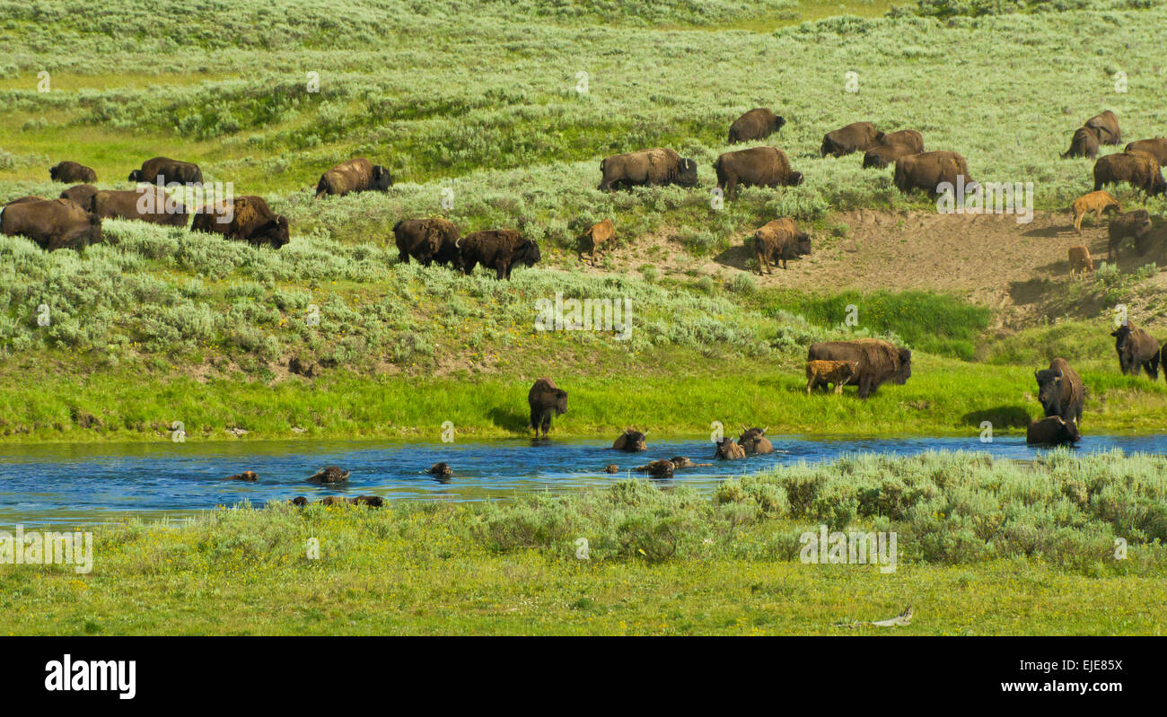 Herd bison swim yellowstone river High Resolution Stock Photography and ...