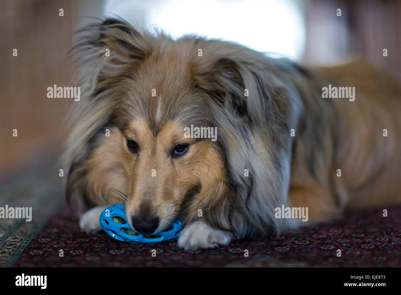 A Sheltie ( Shetland Sheep dog) playing with a chew whilst toy laying ...