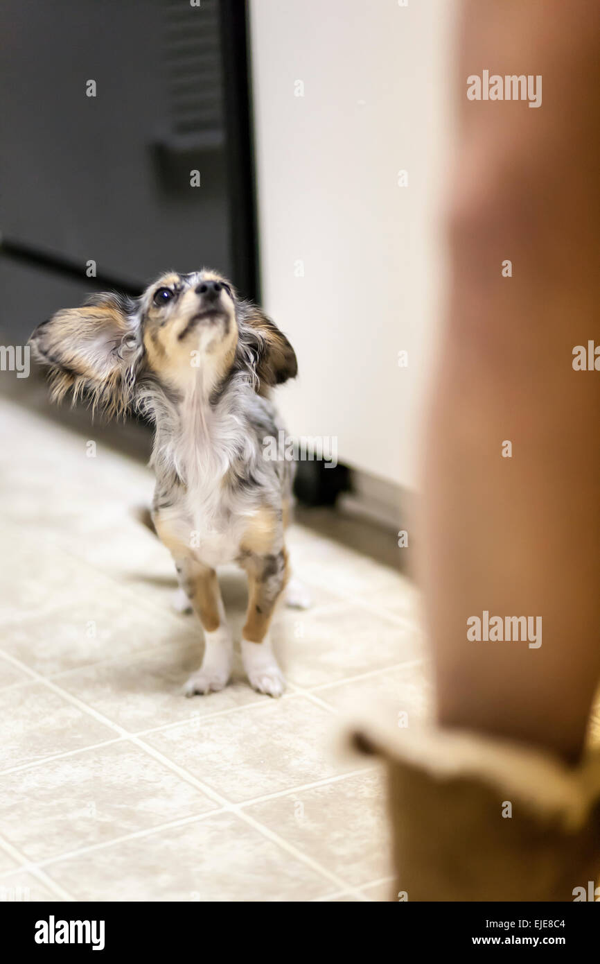 Small Dog looking up Stock Photo - Alamy