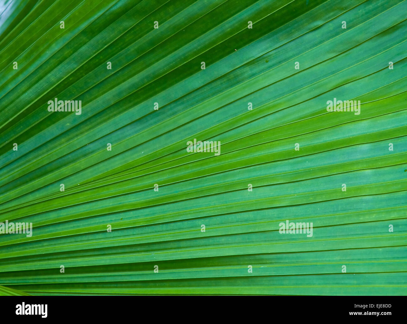 Palm Leaf Pattern Stock Photo - Alamy