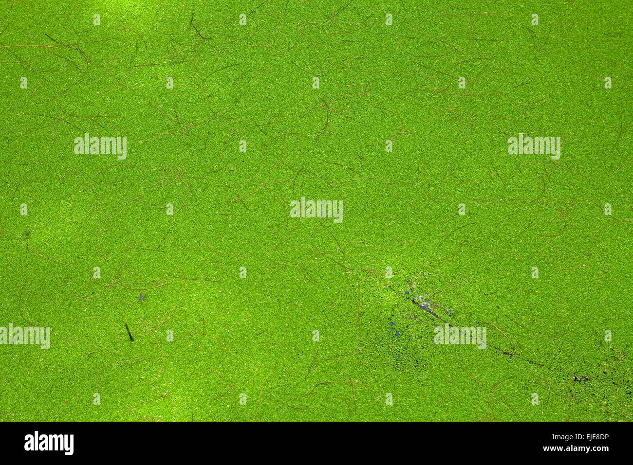 Pattern of Water Weed Stock Photo - Alamy