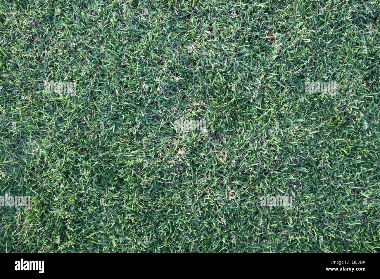 Close-up image of fresh spring green grass field Pattern Stock Photo - Alamy