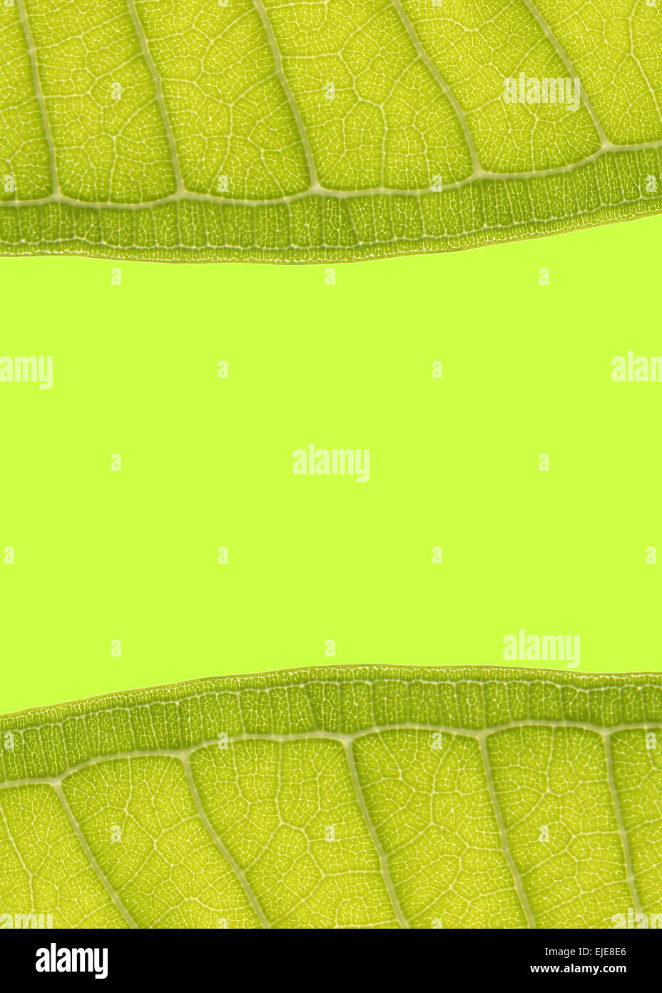 leaf frame with space for text on green background Stock Photo - Alamy