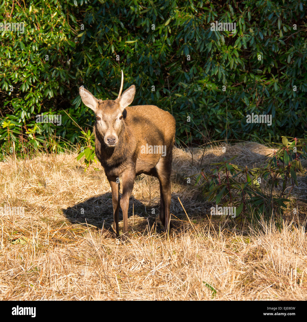 Prickett deer hi-res stock photography and images - Alamy