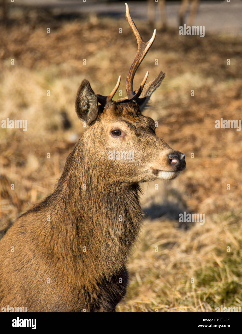 Red Deer Portrait Stock Photo - Alamy