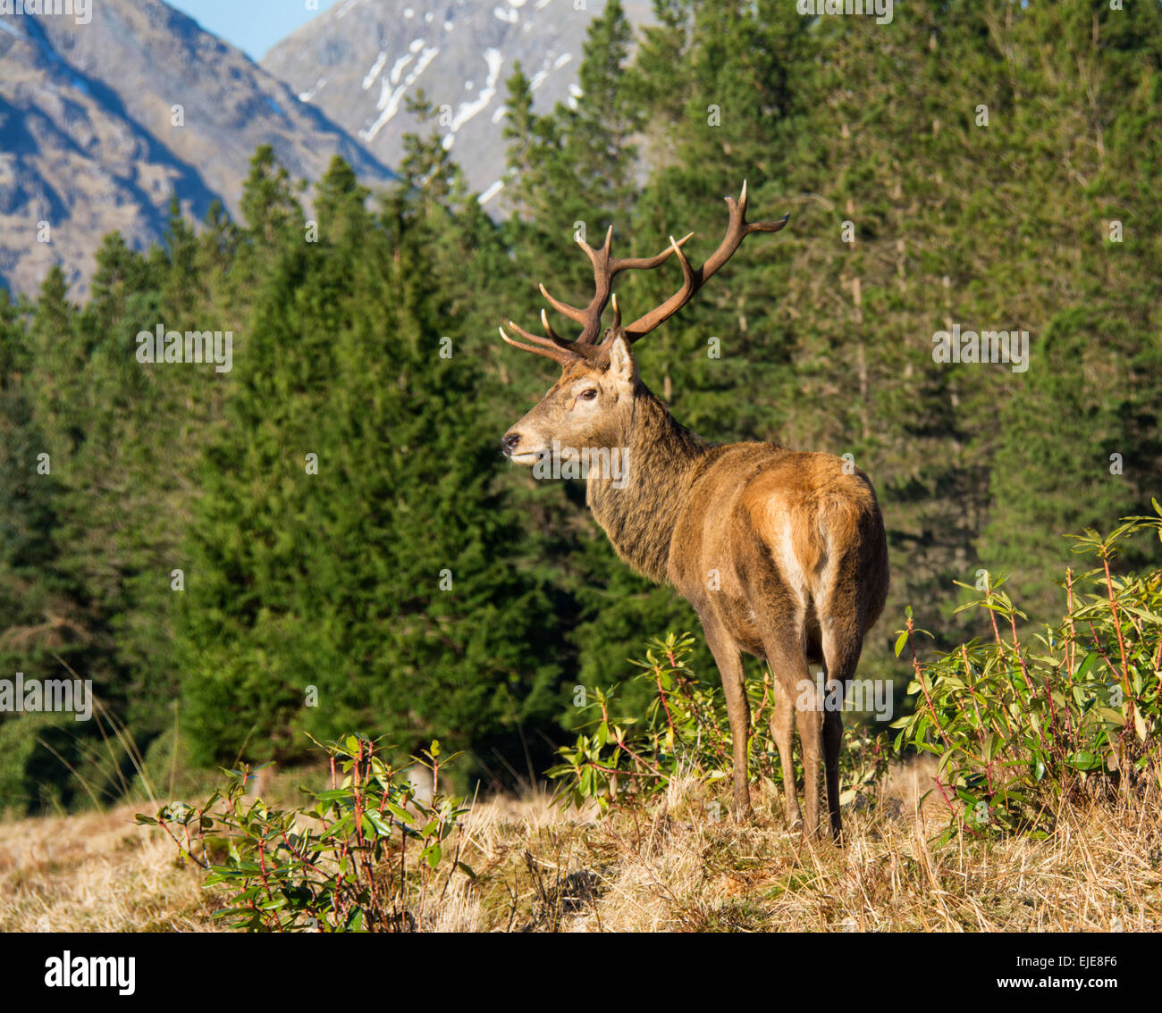 Red Deer Stag Stock Photo - Alamy