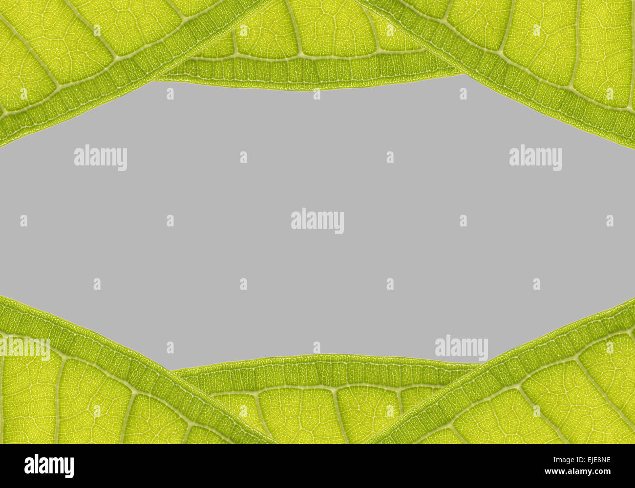 natural frame from leaf with space for text on gray Stock Photo - Alamy
