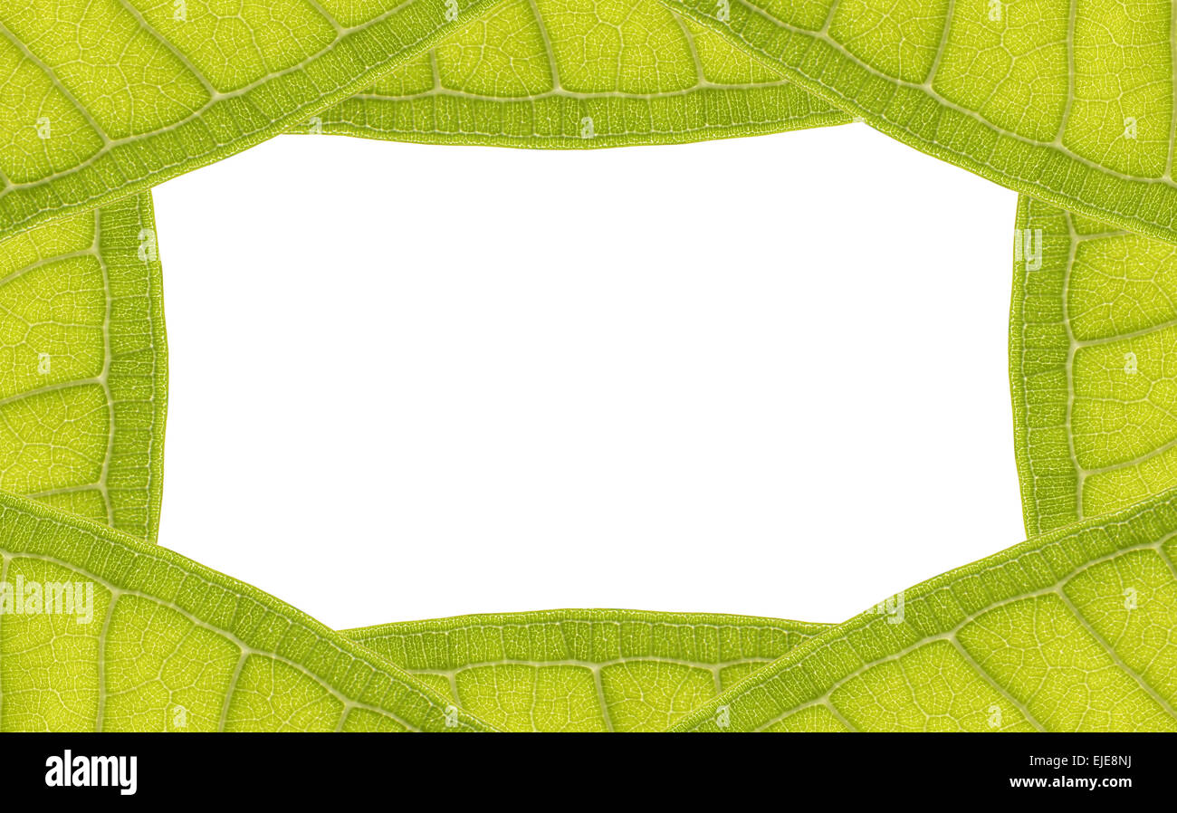 natural leaf frame with space for text on white Stock Photo - Alamy