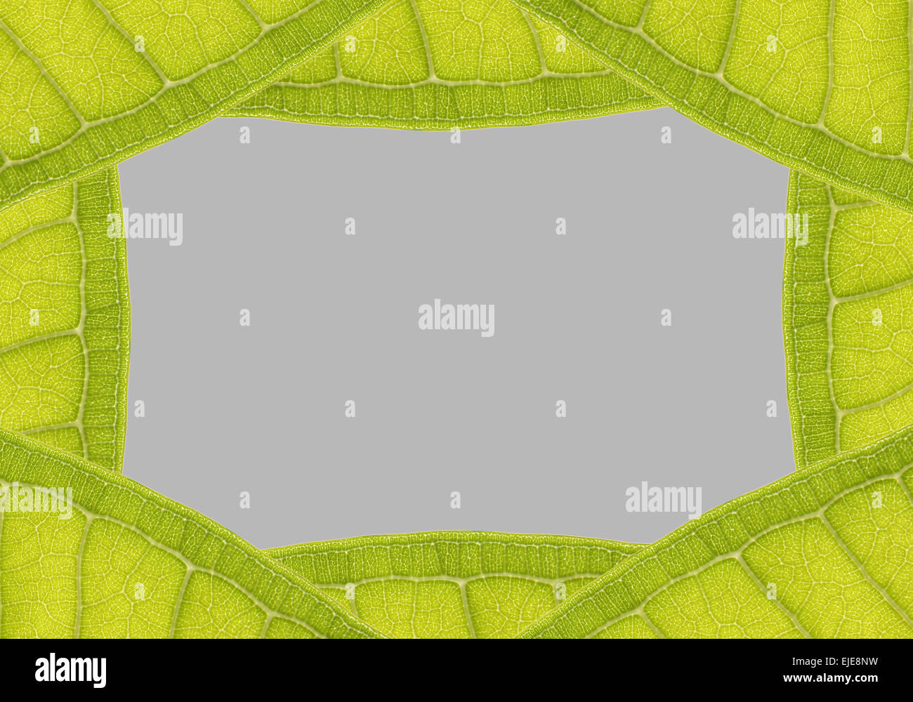 natural leaf frame with space for text on gray Stock Photo - Alamy