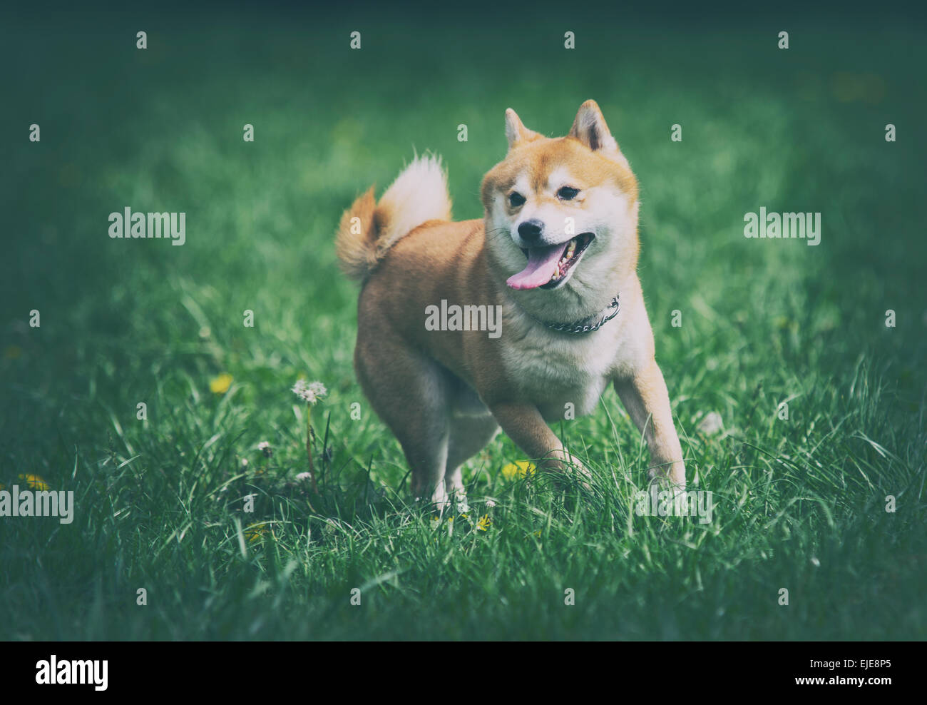 vintage photo of shiba inu dog on grass Stock Photo - Alamy