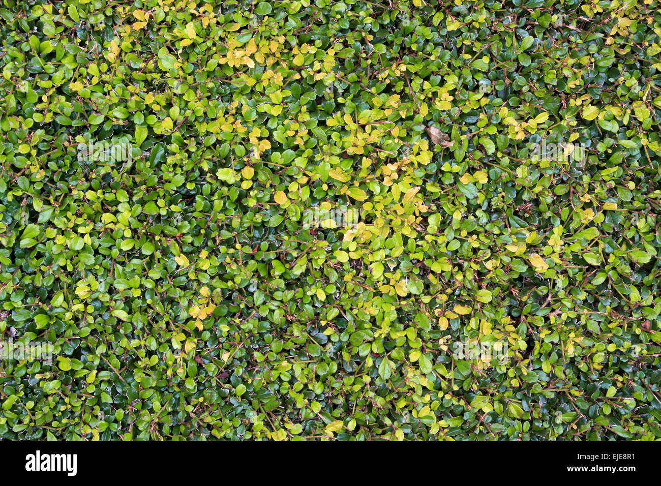 natural green leaf seamless bush wall using as background Stock Photo ...