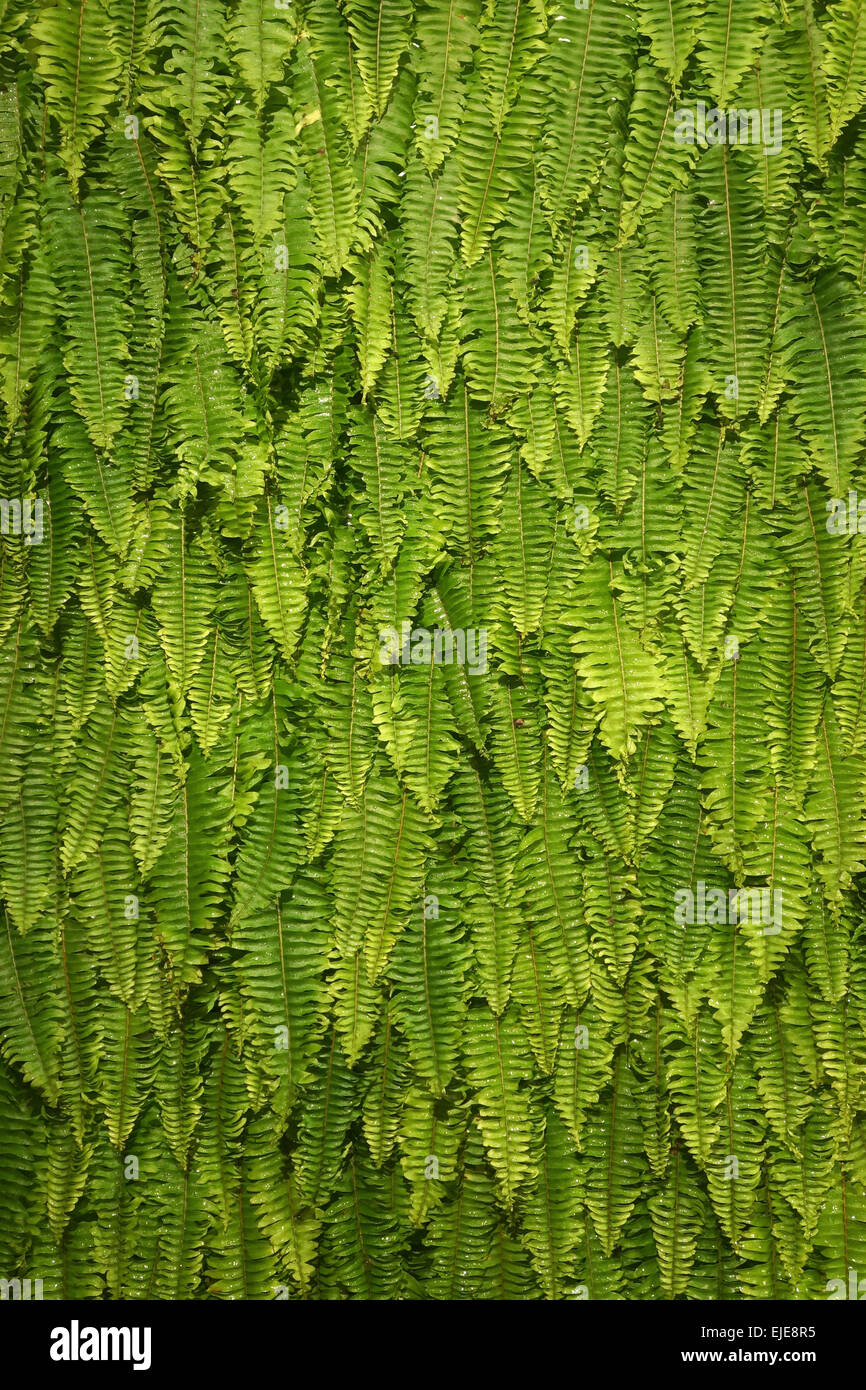 Nature Green Fresh Fern Background Stock Photo - Alamy