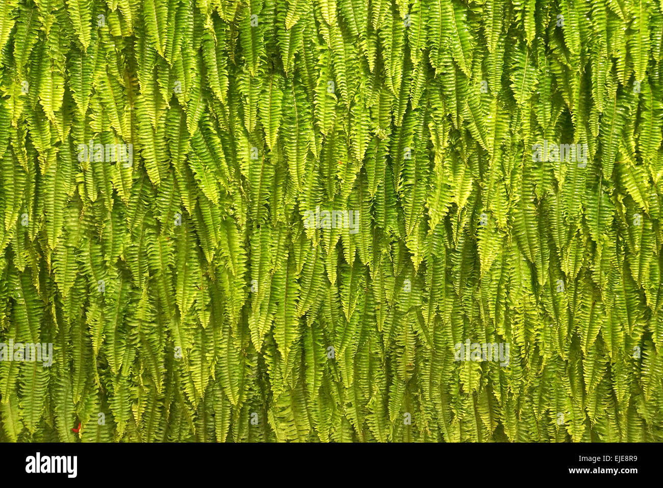 Green fern bush texture hi-res stock photography and images - Alamy