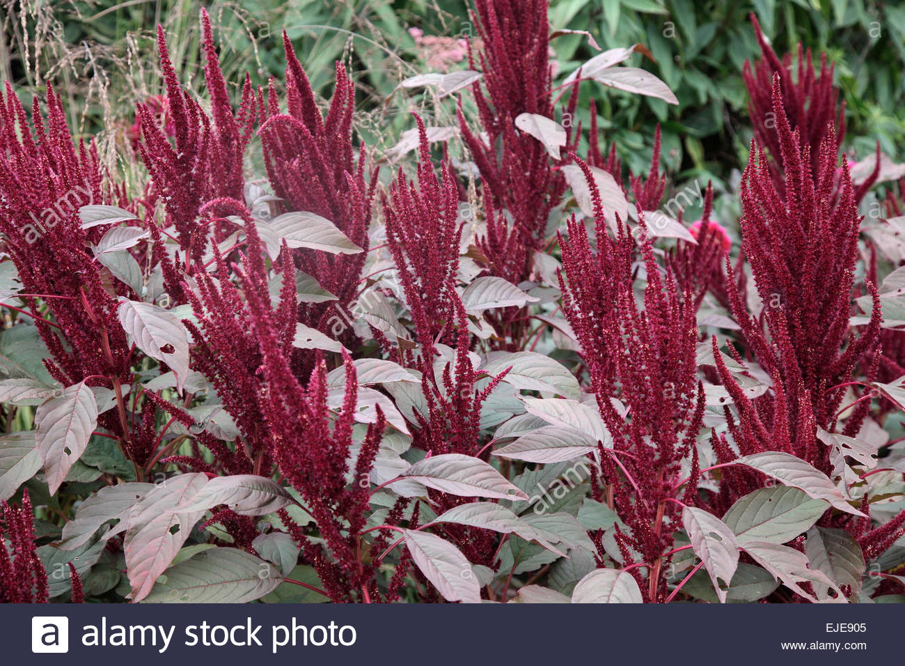 Amaranthus paniculatus 'Oeschberg' Stock Photo, Royalty Free Image ...