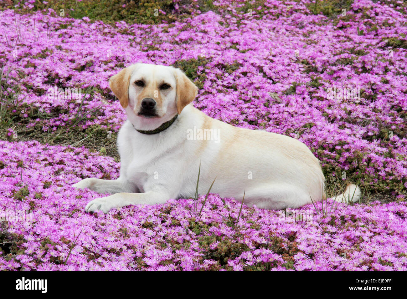 Dog in flowers hi-res stock photography and images - Alamy
