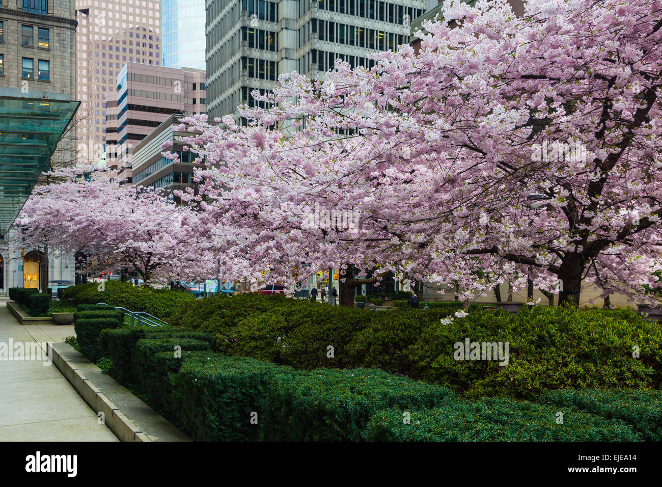 Downtown restful trees hi-res stock photography and images - Alamy