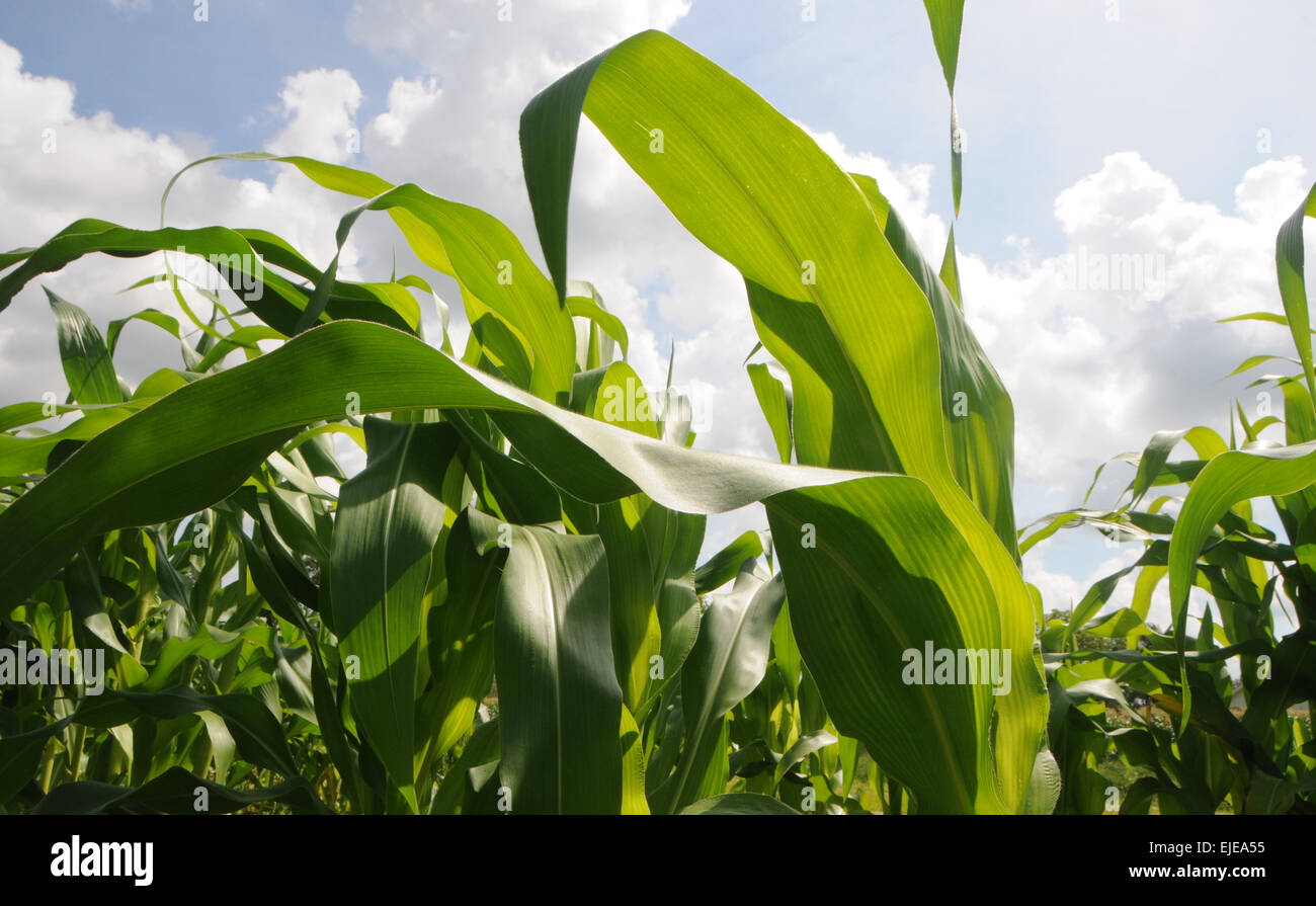 Field of young corn stalks growing near Houma, Louisiana, USA. Includes ...