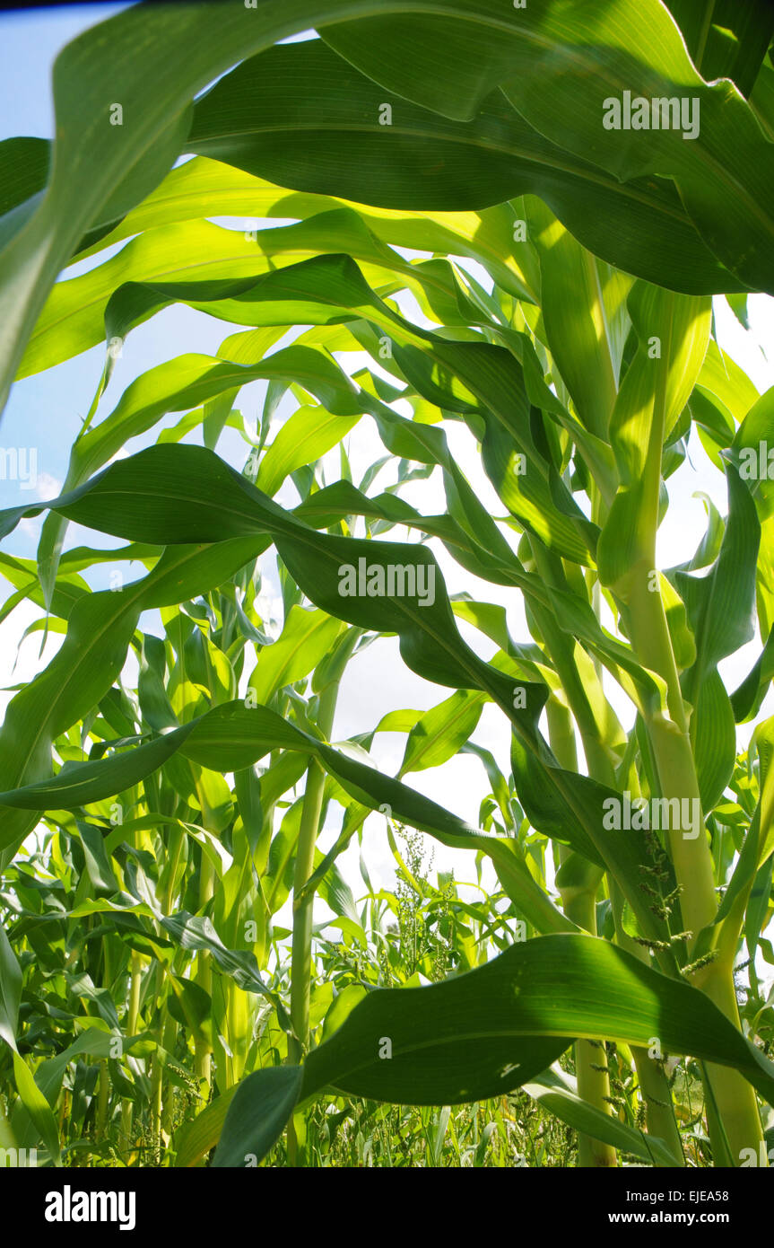 Field of young corn stalks growing near Houma, Louisiana, USA. Includes ...