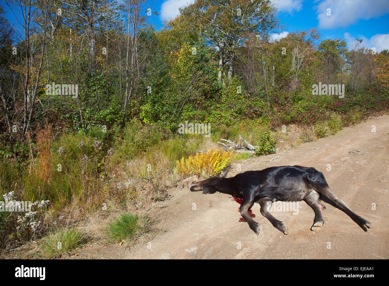 Baby moose hi-res stock photography and images - Alamy