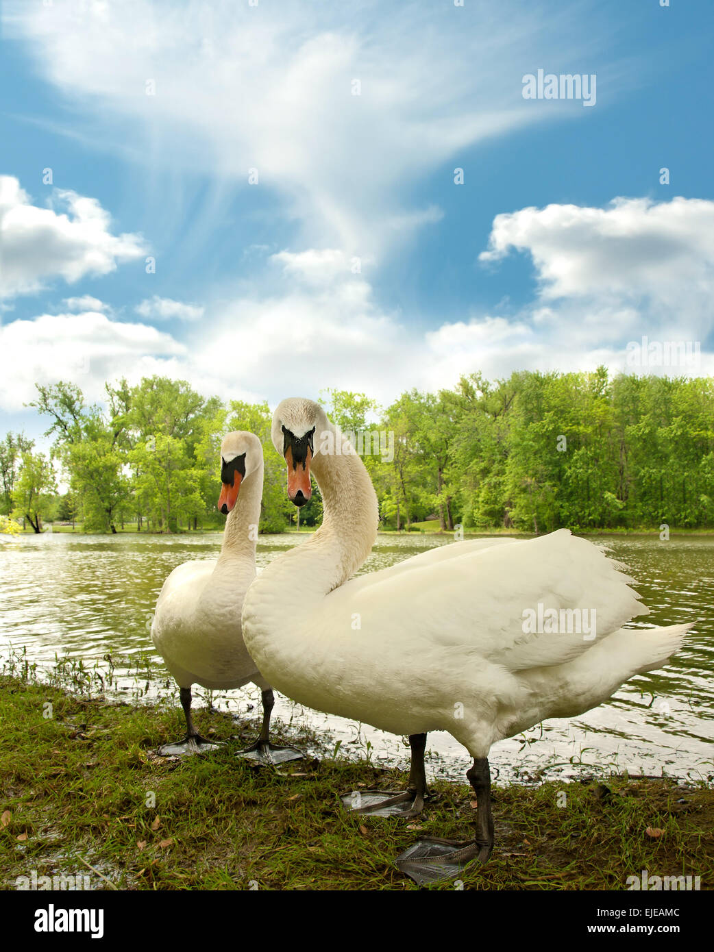 Pair swans in love hi-res stock photography and images - Alamy