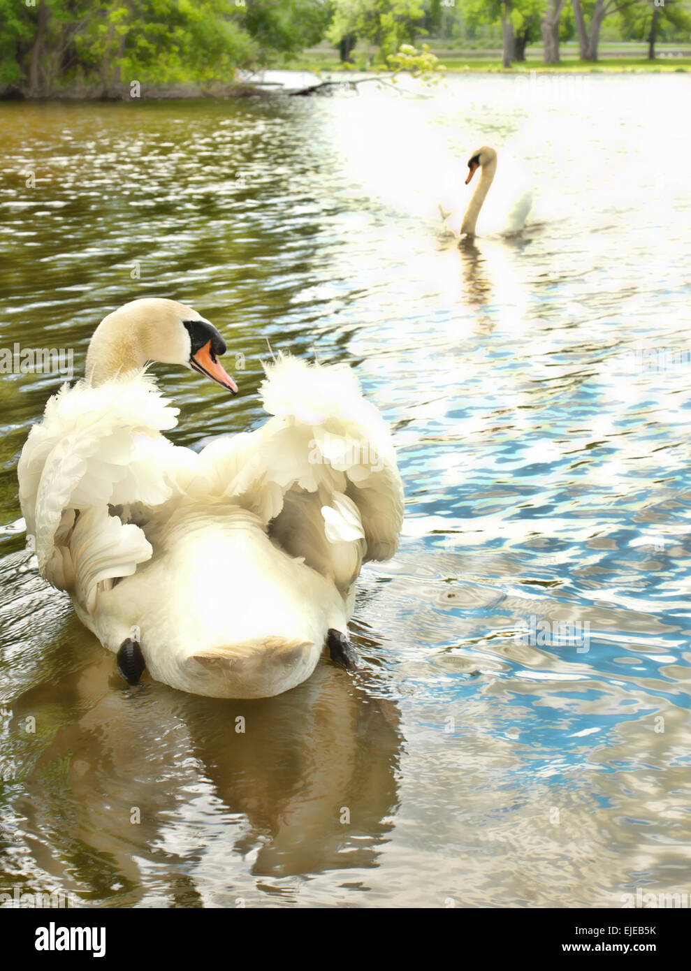 two beautiful swans Stock Photo - Alamy