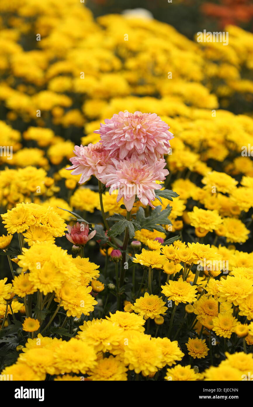 beautiful Chrysanthemum flower blooming in the garden Stock Photo - Alamy