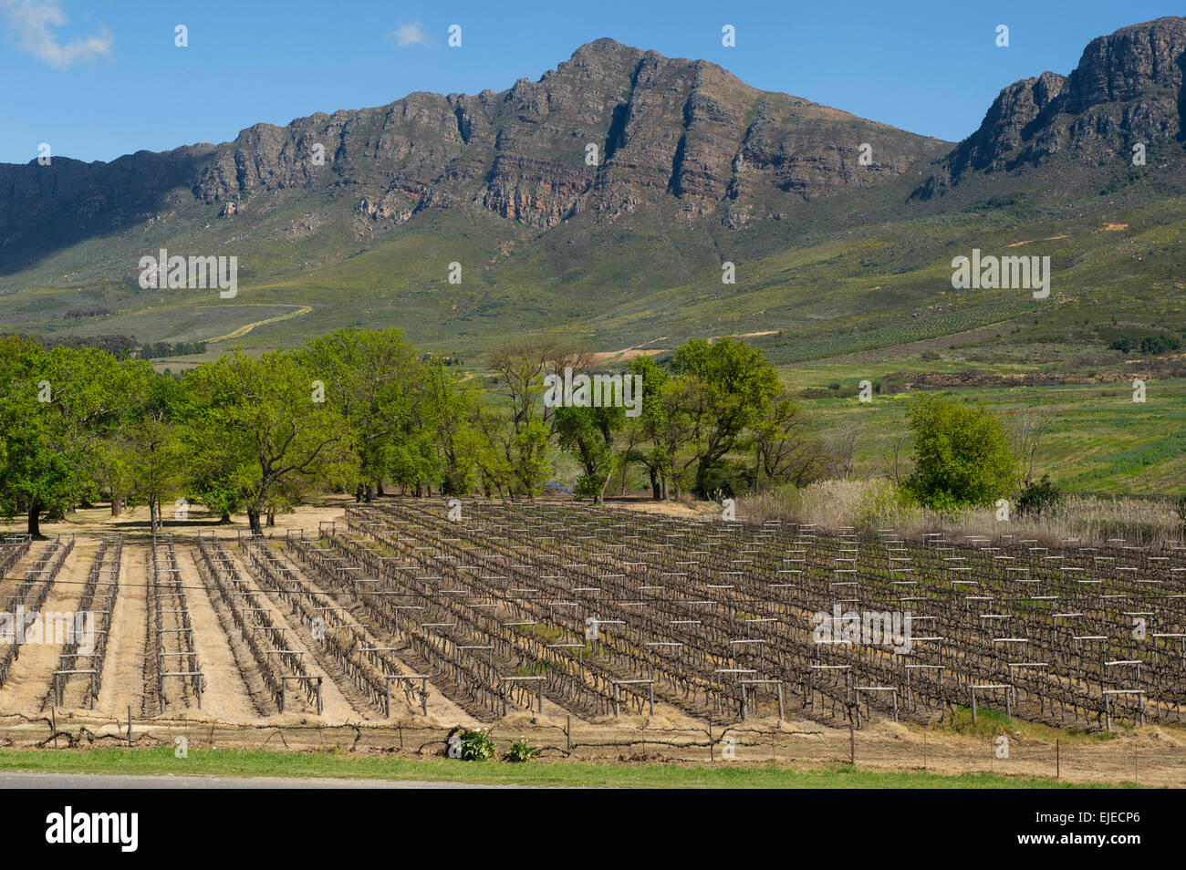 Vineyard, Tulbagh, South Africa Stock Photo - Alamy