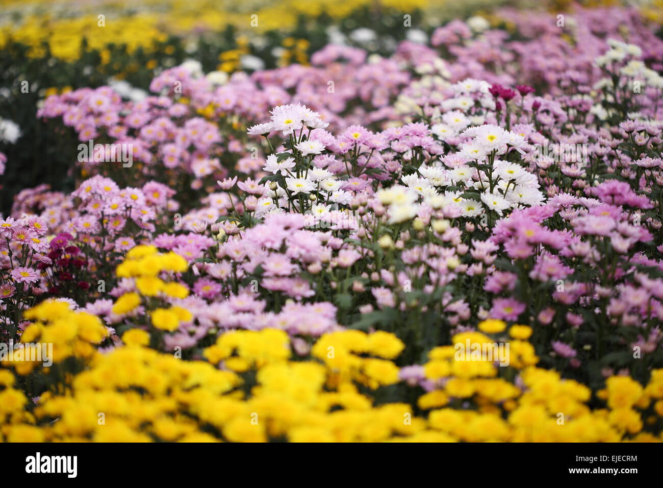 beautiful Chrysanthemum flower blooming in the garden Stock Photo - Alamy