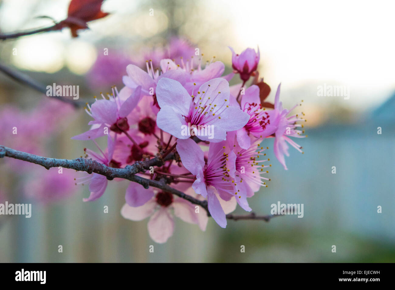 Purple plum blossoms hi-res stock photography and images - Alamy