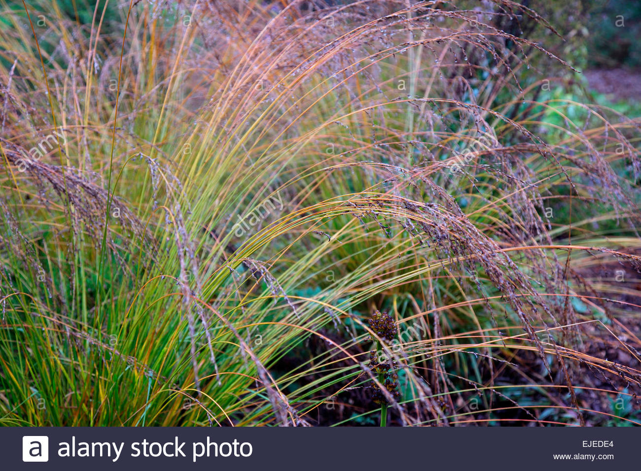 Molinia caerulea subsp. caerulea 'Moorflamme' in autumn Stock Photo ...