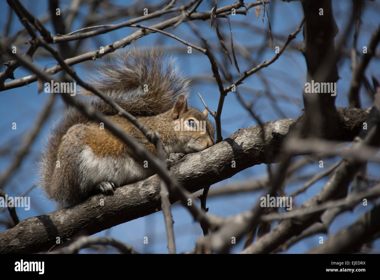 Grey squirrel tree hi-res stock photography and images - Alamy