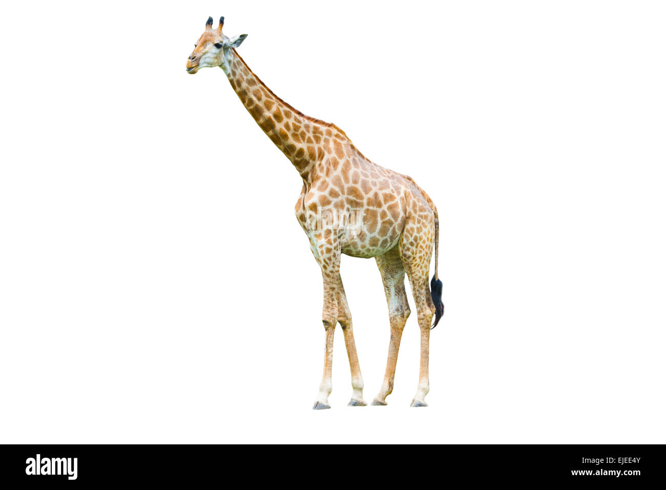 Giraffe isolated on white background Stock Photo - Alamy