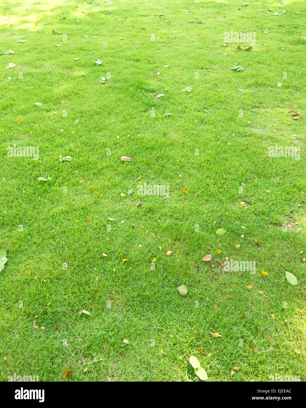 green lawn background Stock Photo - Alamy