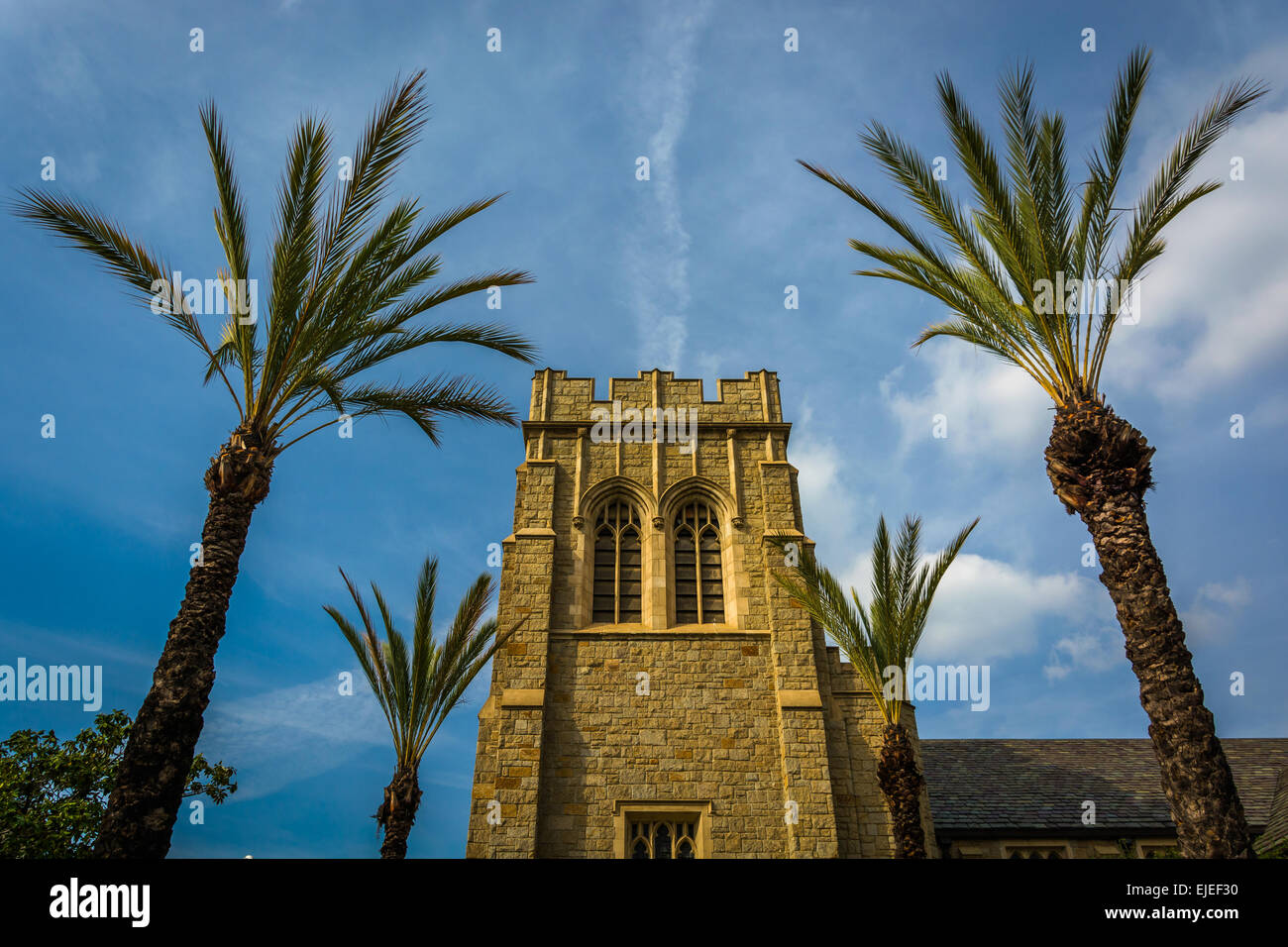 Pasadena palm trees High Resolution Stock Photography and Images - Alamy