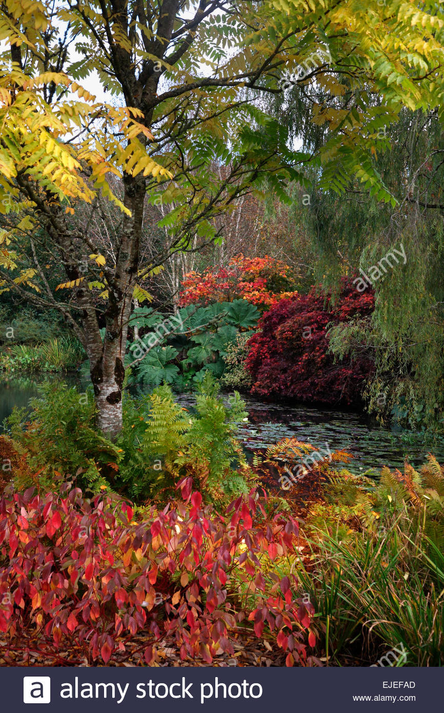 Toona Sinensis Stock Photos & Toona Sinensis Stock Images - Alamy
