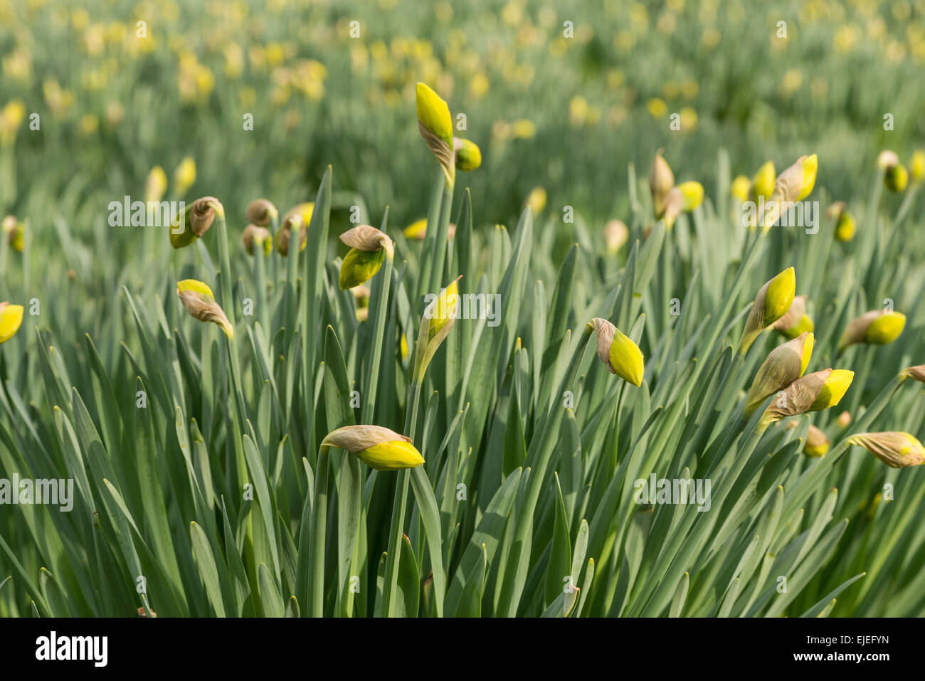 Just waiting for the correct moment masses of closed daffodil flowers ...